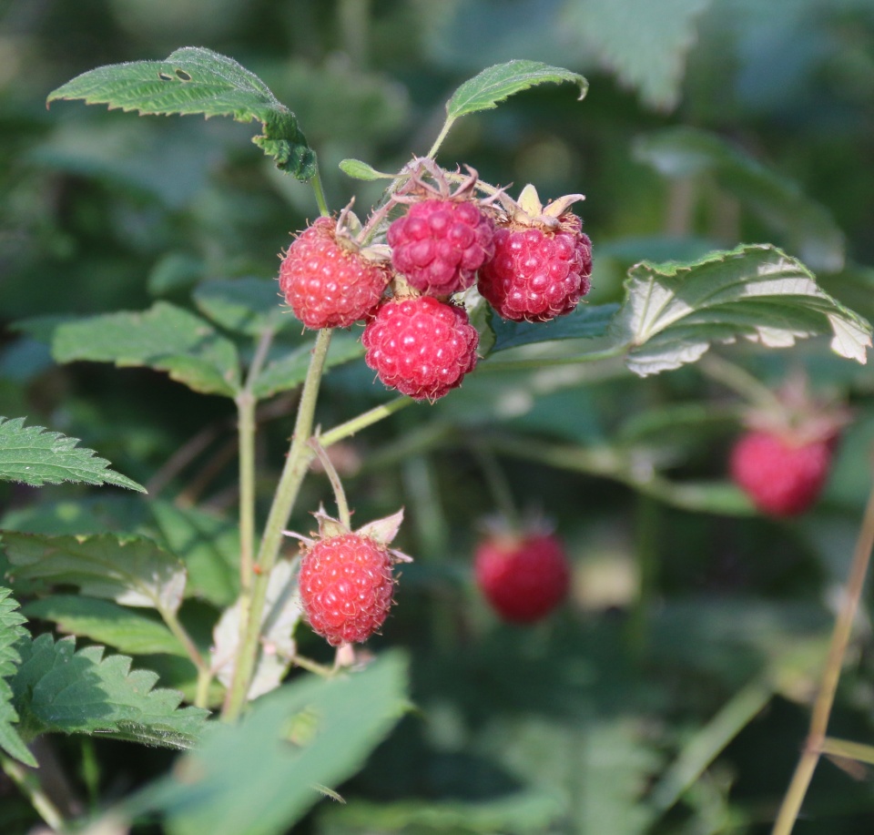 Wild Raspberries | thebear | Blipfoto