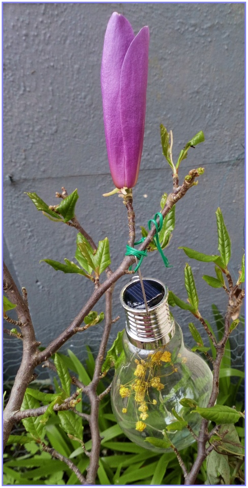 PINK MAGNOLIA | sunflower | Blipfoto
