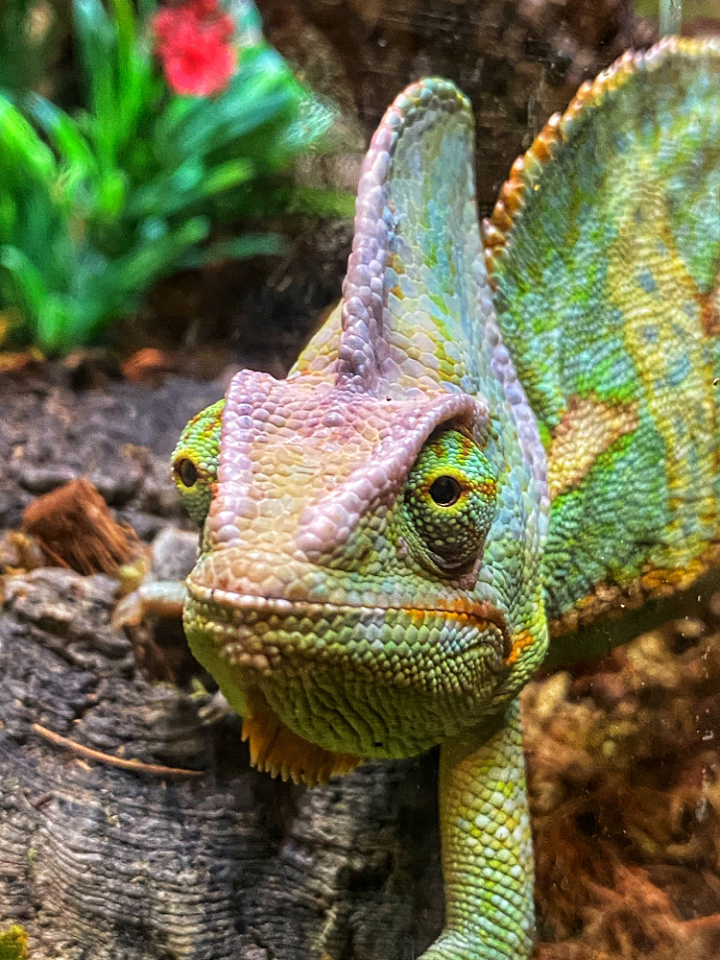 Calmer Chameleon | DramaQueen | Blipfoto