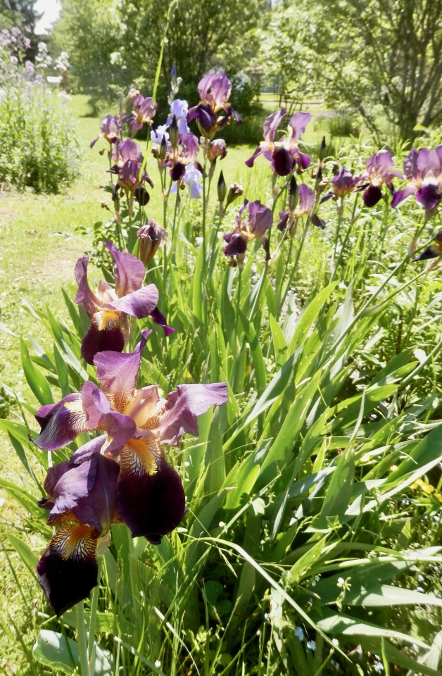 FF Iris border | misswinterfinch | Blipfoto