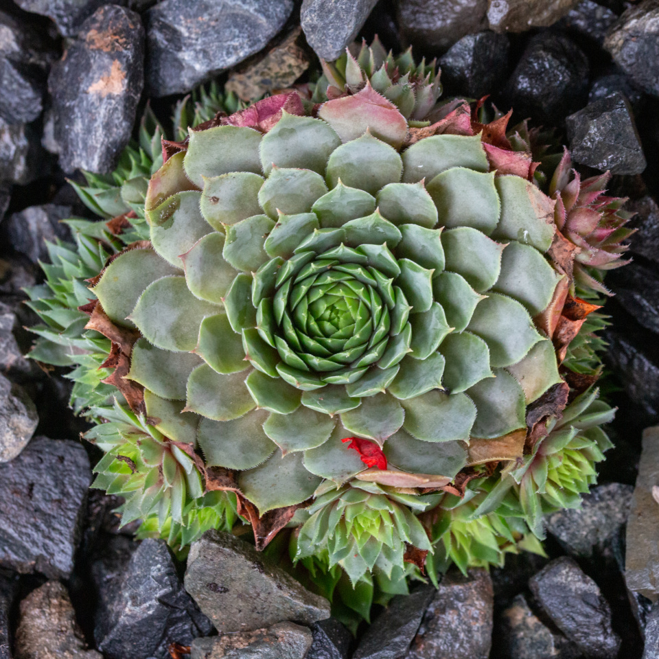 Houseleeks | clickychick | Blipfoto