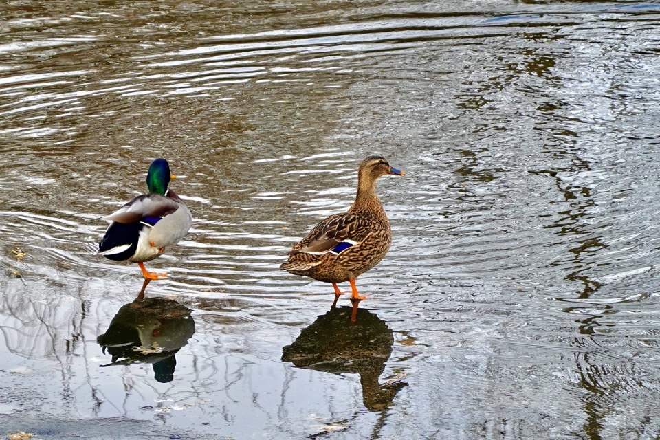 Orange feet | heanku | Blipfoto