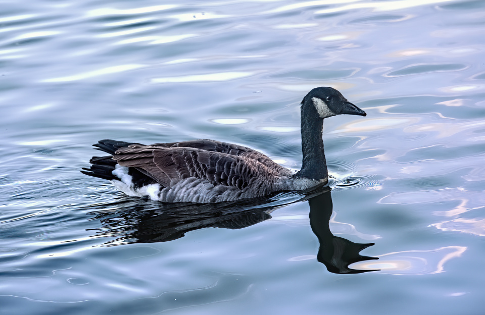 Canada Goose Swimming | gblrps | Blipfoto