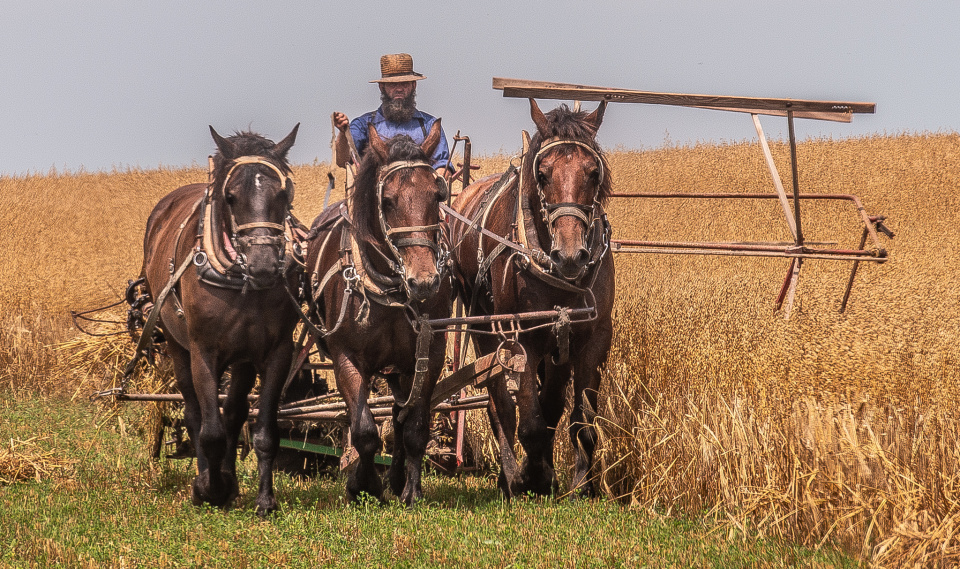Amish Harvest | RaspberryJefe | Blipfoto