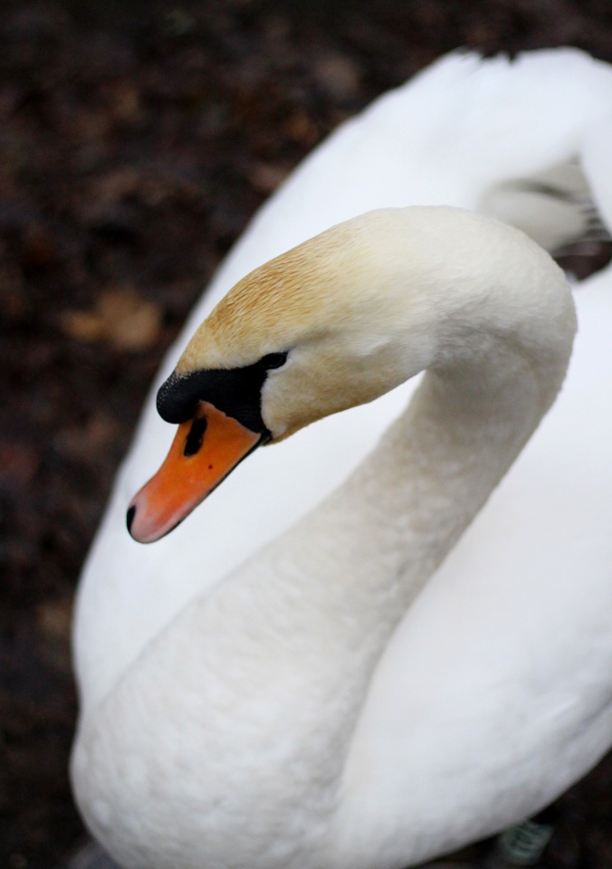 Swannie | theBroon | Blipfoto