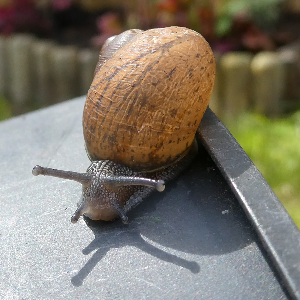 Speedy Snail | CherryR | Blipfoto