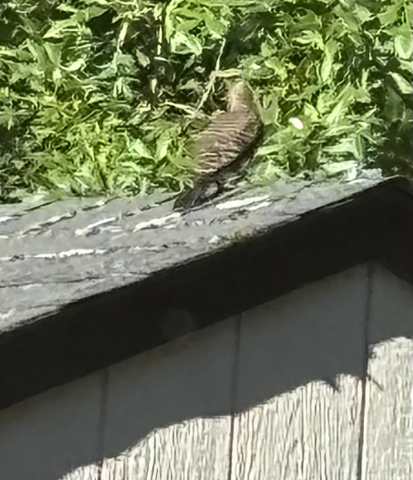 Flicker | comments | Blipfoto