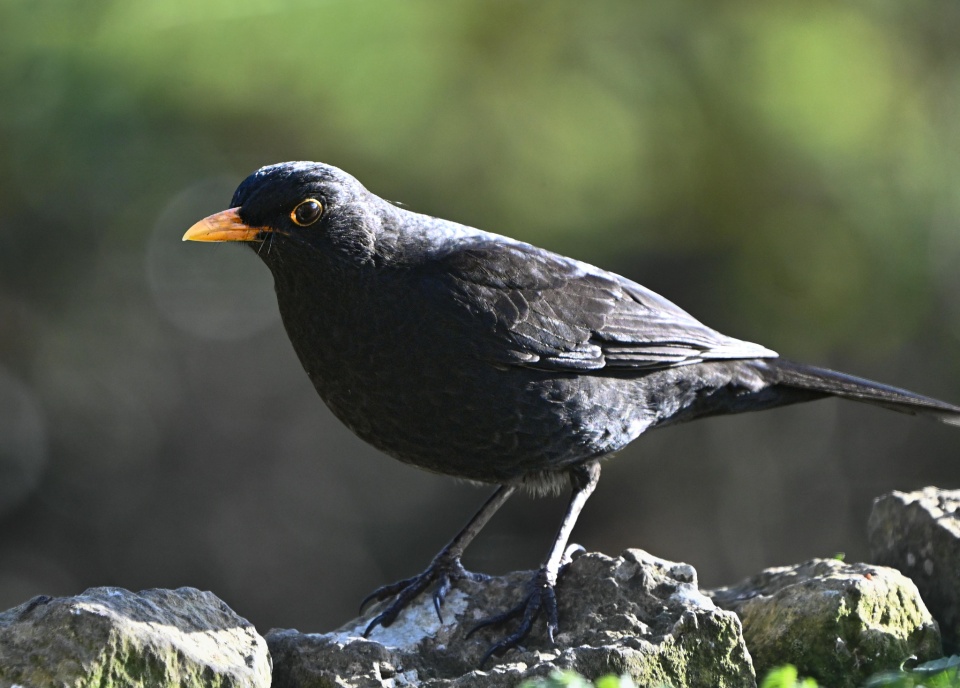 Time to shine... | Stiffknees | Blipfoto