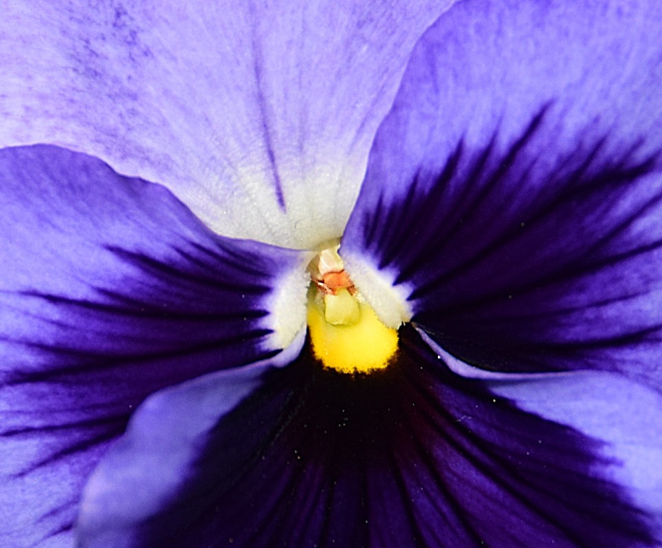 Up close pansy | TimM | Blipfoto