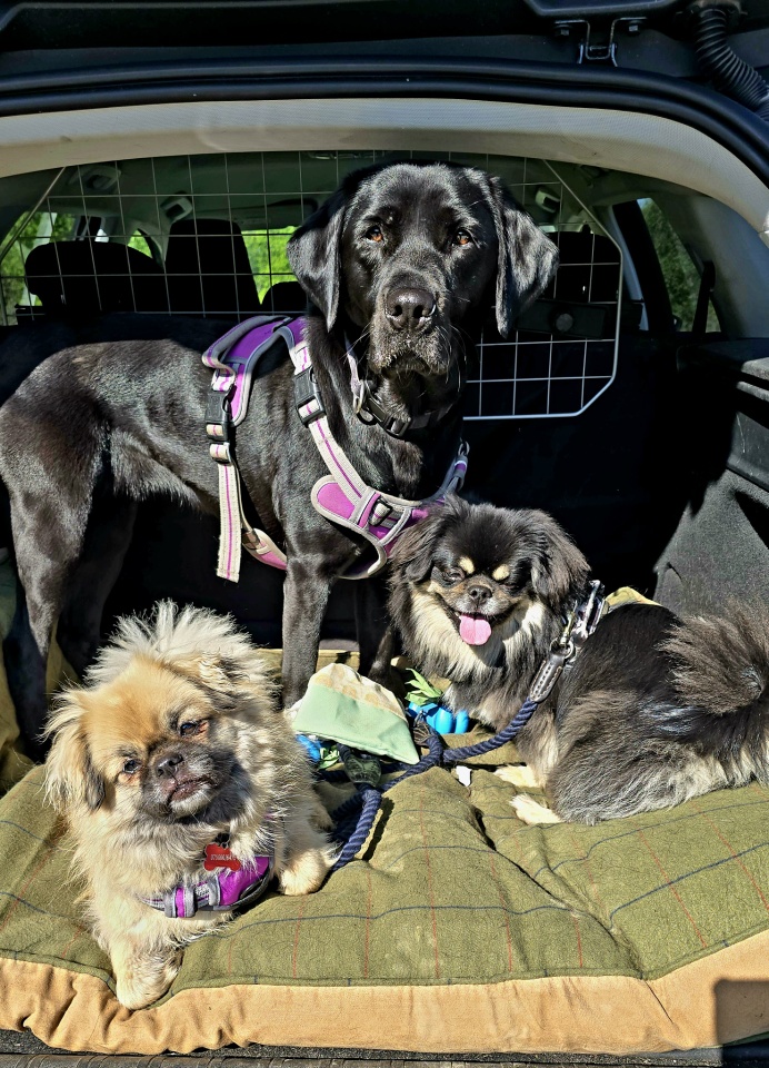 The mob. | snapper | Blipfoto