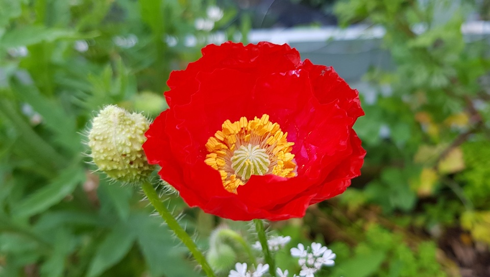 Flower Friday Poppy | howesruth | Blipfoto