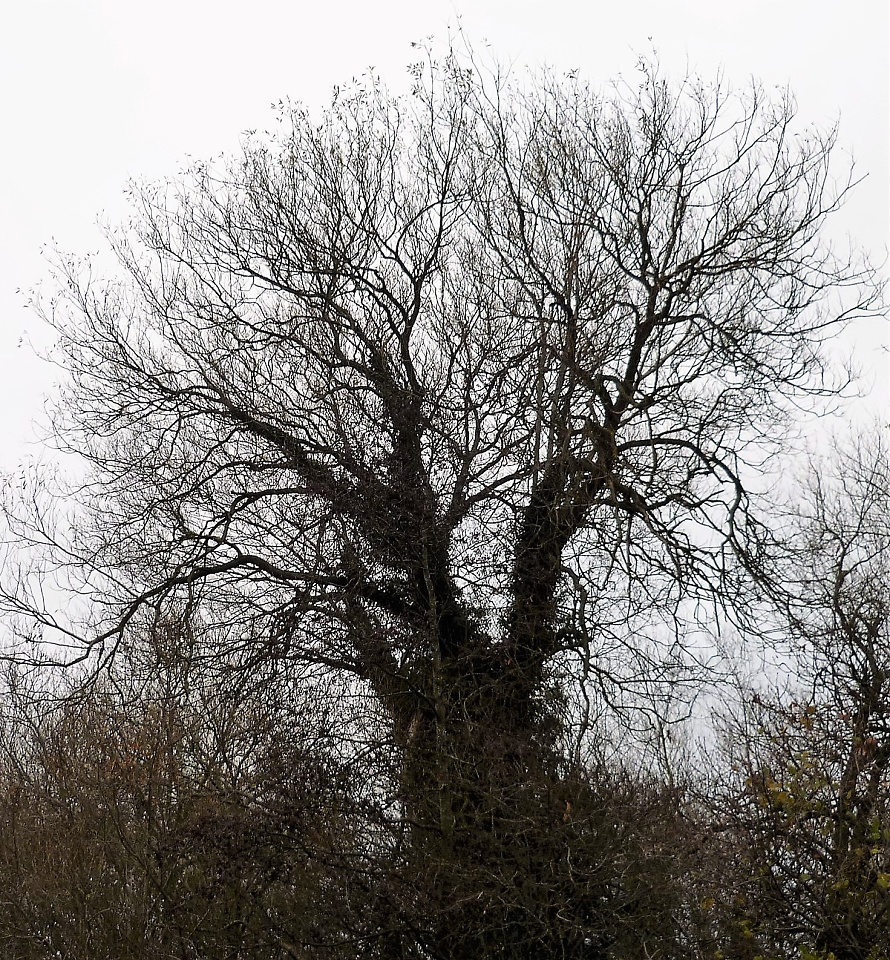 A Divided Tree | craftylady | Blipfoto