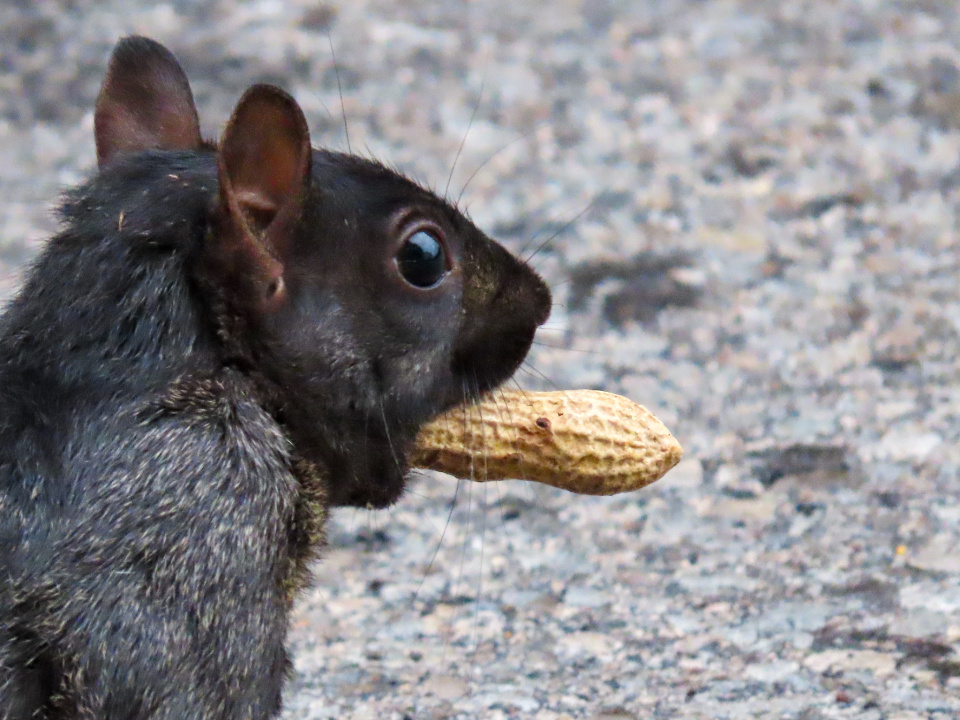 Squirrel Blip Friday - Three legged squirrel ed. | KevinV | Blipfoto