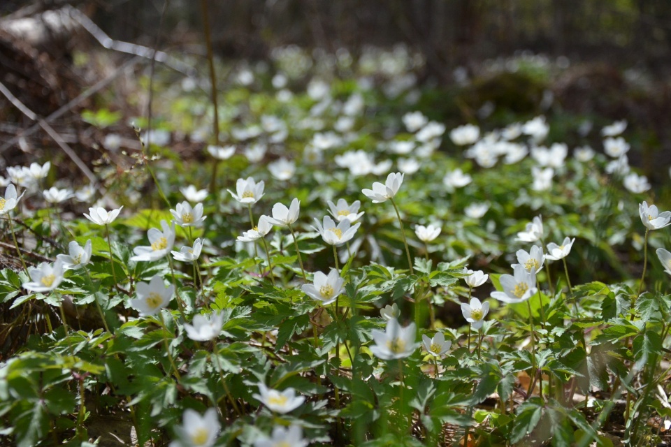 Spring flowers | kkosone | Blipfoto
