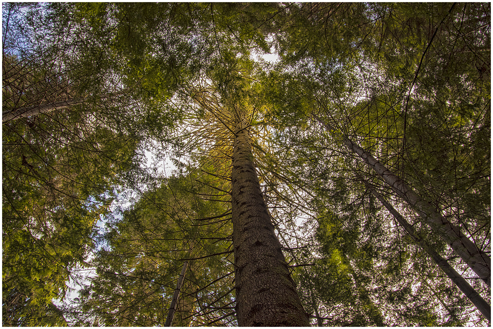Shadows and Tall Trees | Shuttersister | Blipfoto