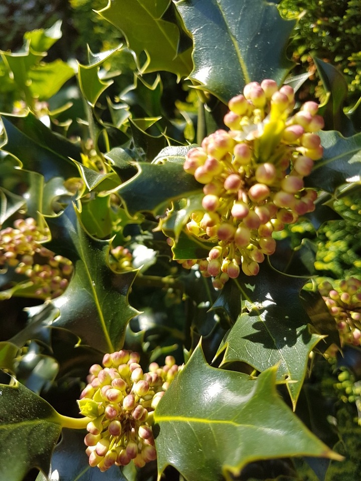 Flowers on holly bush | LadyJLC | Blipfoto