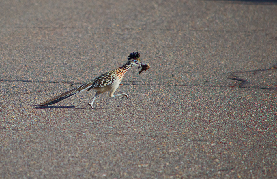 Caught this Roadrunner on... | BigE | Blipfoto