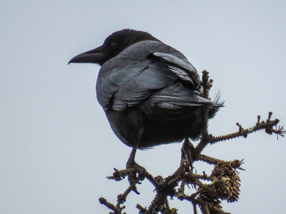 A morning crow | KevinV | Blipfoto