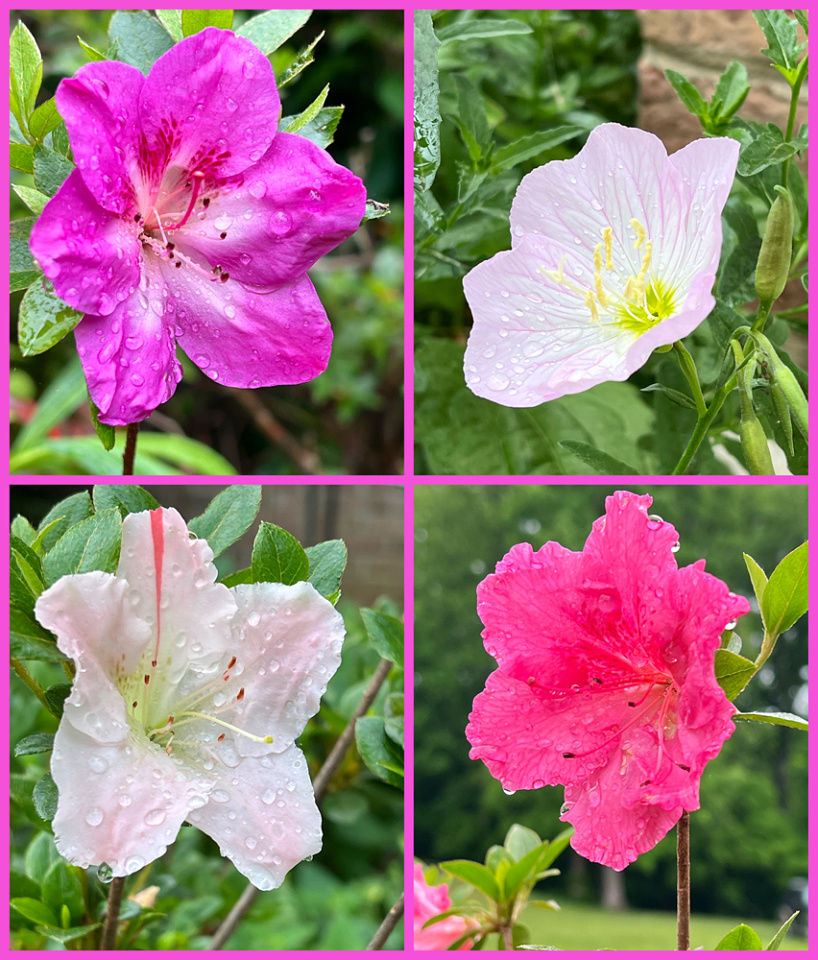 Azaleas and a Pink | Grammy | Blipfoto