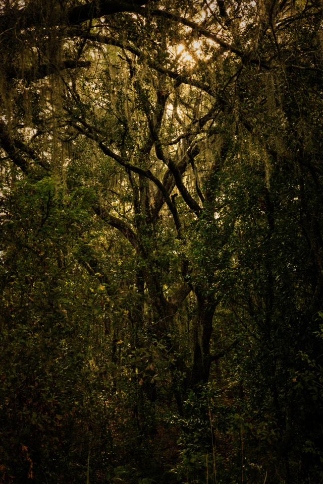 My Morning Walk | bugsman | Blipfoto