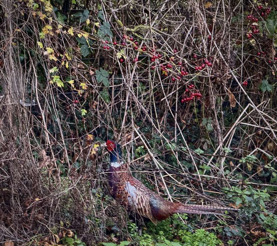 Wild thing | Technophobe | Blipfoto