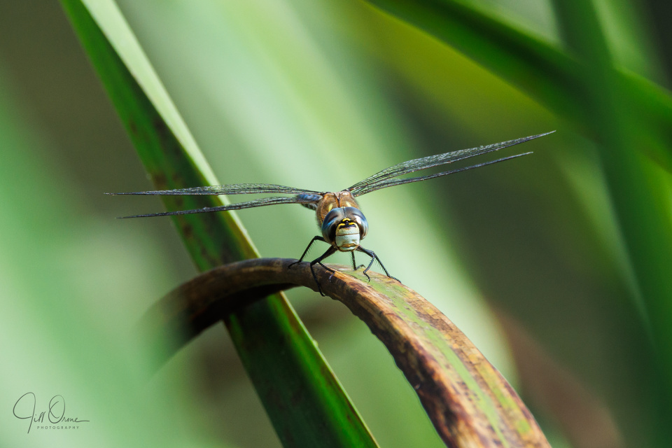 Cold | JDO | Blipfoto