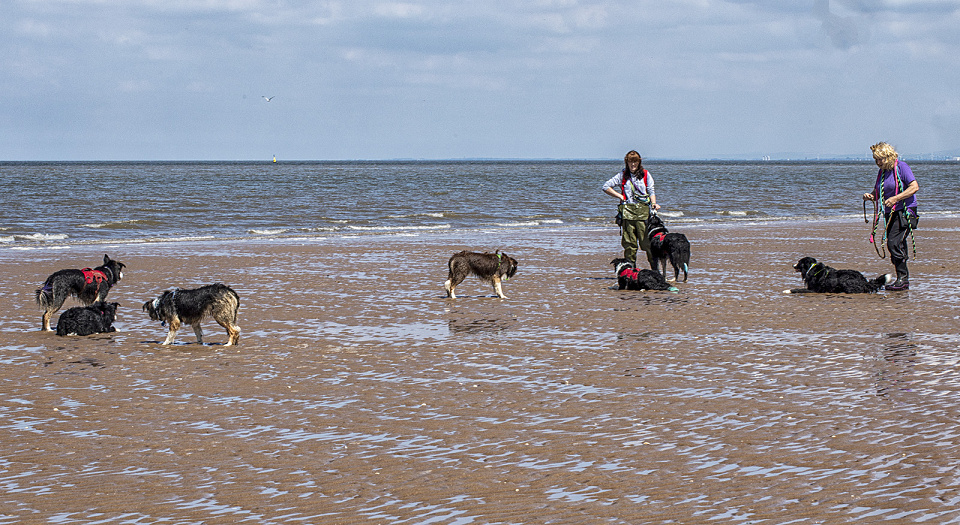 Dog training on Talacre Beach | villan | Blipfoto