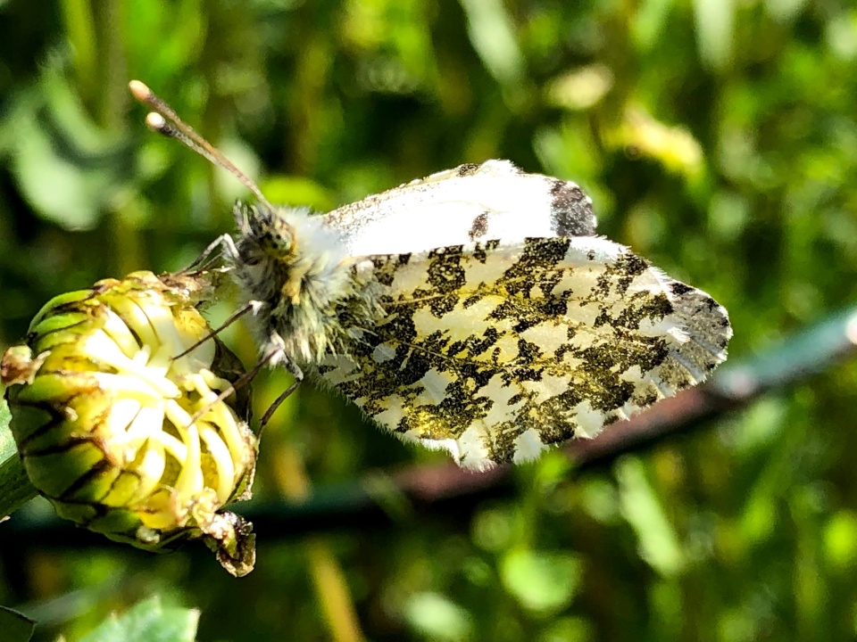 ORANGE TIP BUTTERFLY. | Larchlea | Blipfoto
