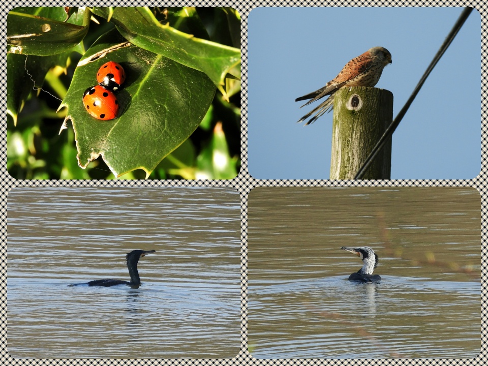 Basking in the sunshine | Tigger101 | Blipfoto