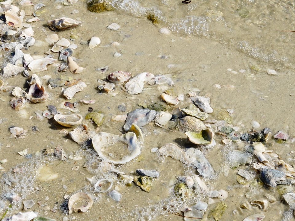 Shells and water bubbles | creativelenna | Blipfoto