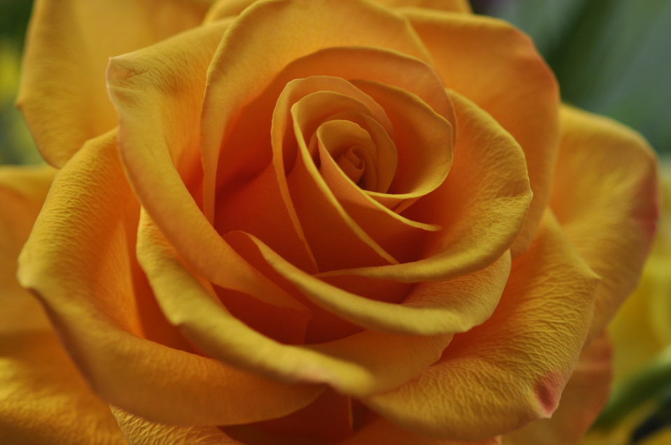 Sunset rose | Ingeborg | Blipfoto