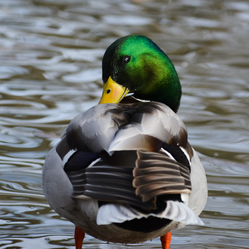 Mad for Mallards | MissMacPic | Blipfoto