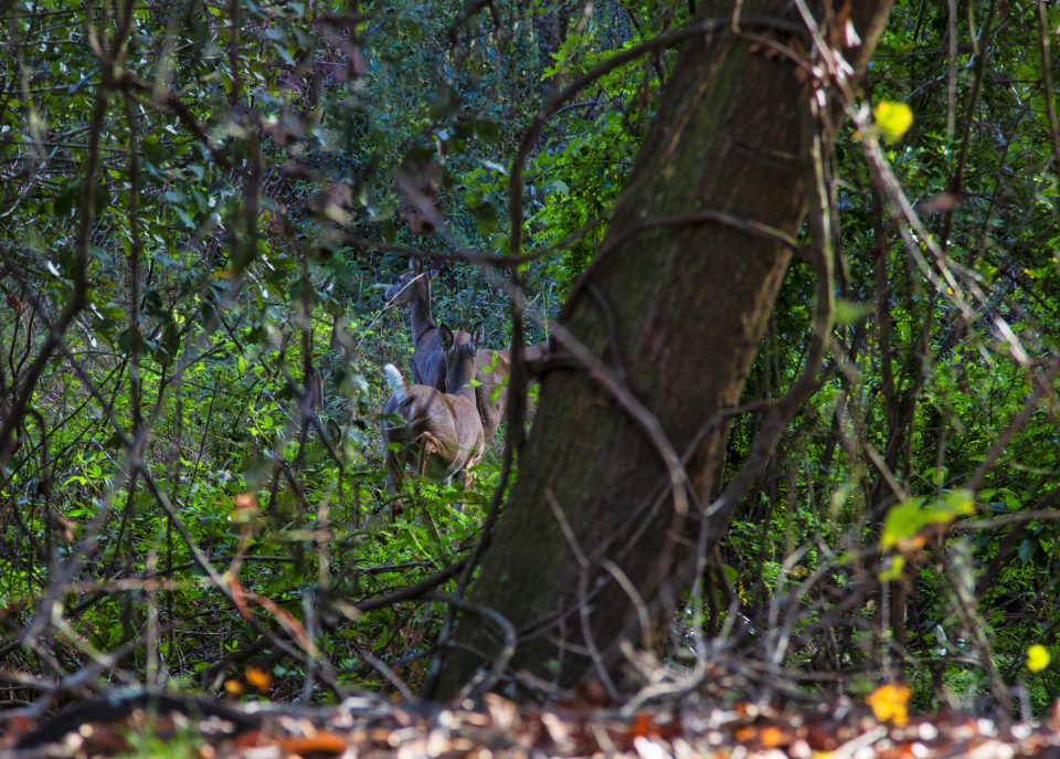 Caught a Glimpse | bugsman | Blipfoto