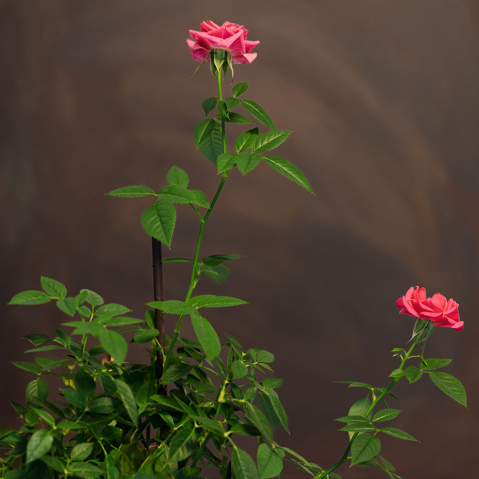 Flower Friday | GoranZebuhr | Blipfoto