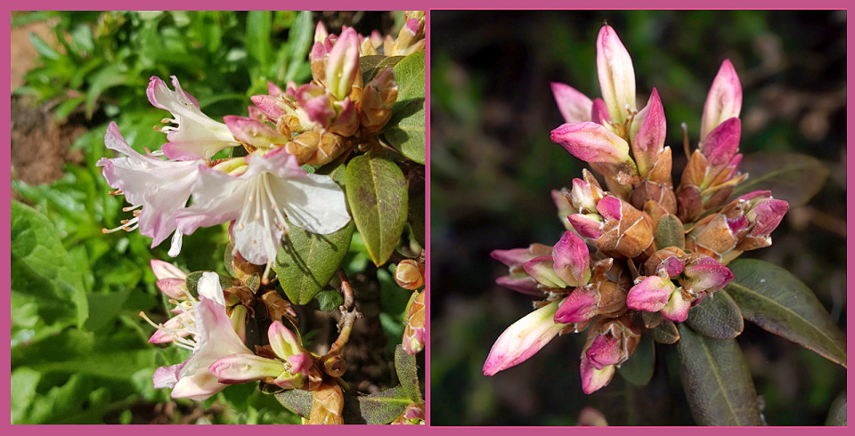 Azalea flowers & Buds | Terrifo | Blipfoto