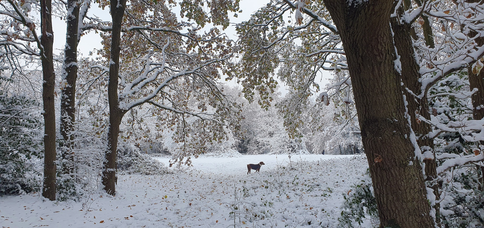 Winter wonderland! | Missycat | Blipfoto