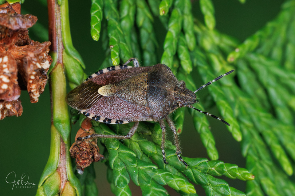 Emergence | JDO | Blipfoto