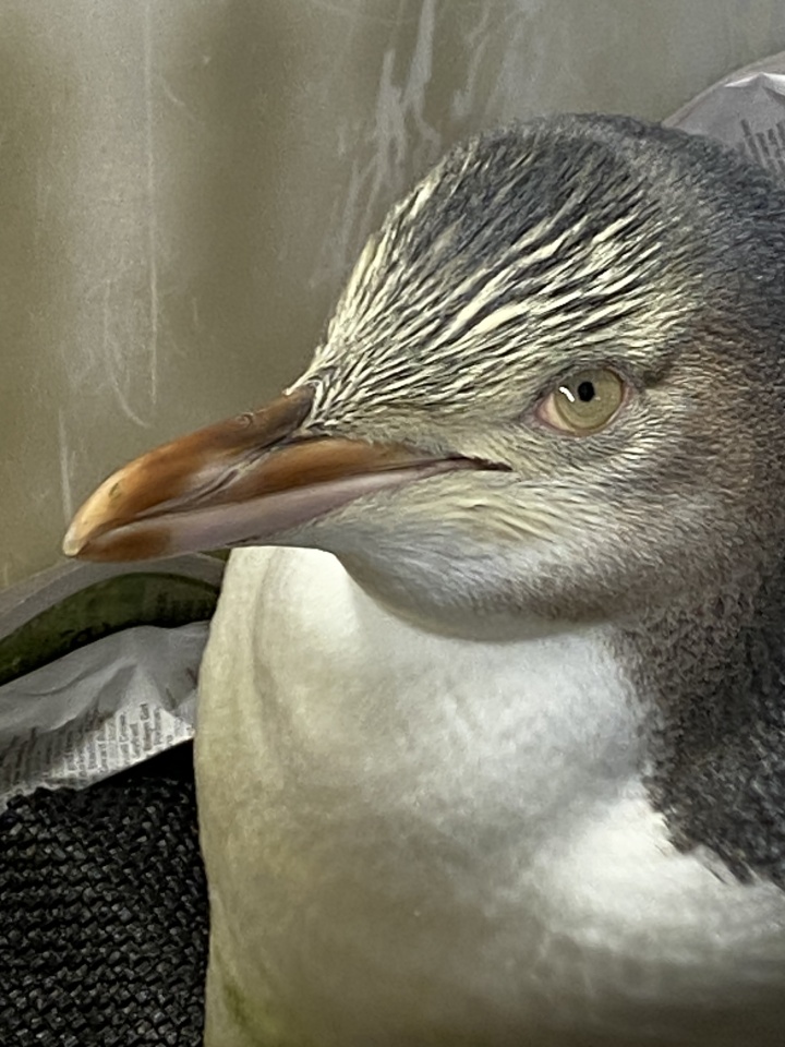 Yellow Eyed penguin | GingerNan | Blipfoto