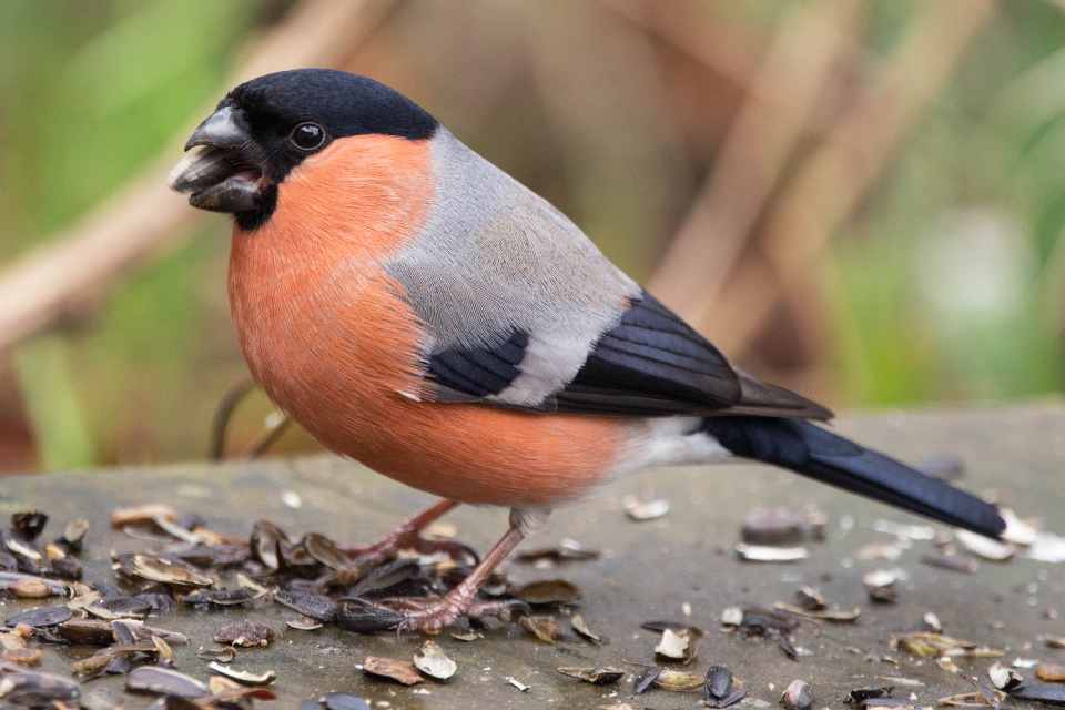 Brush strokes | gladders | Blipfoto