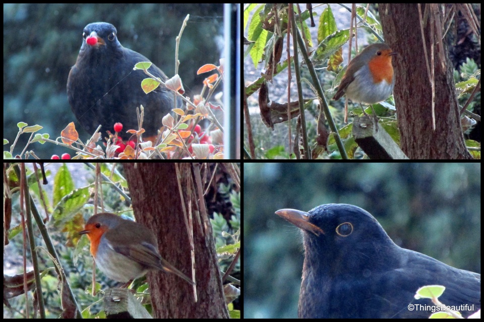 The Robin and The Blackbird | ThingsBeautiful | Blipfoto