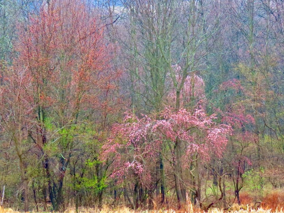 Springtime, an Impressionist's Dream | GirlWithACamera | Blipfoto