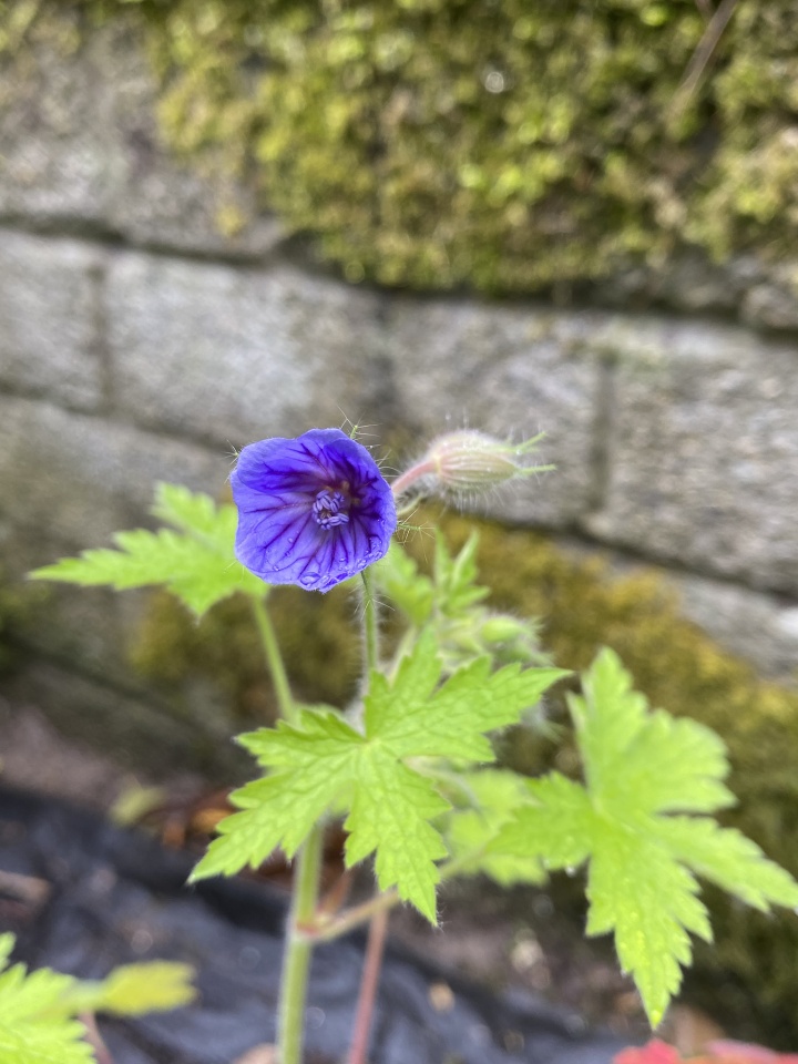 Sunday: Geranium bohemicum | doffy | Blipfoto