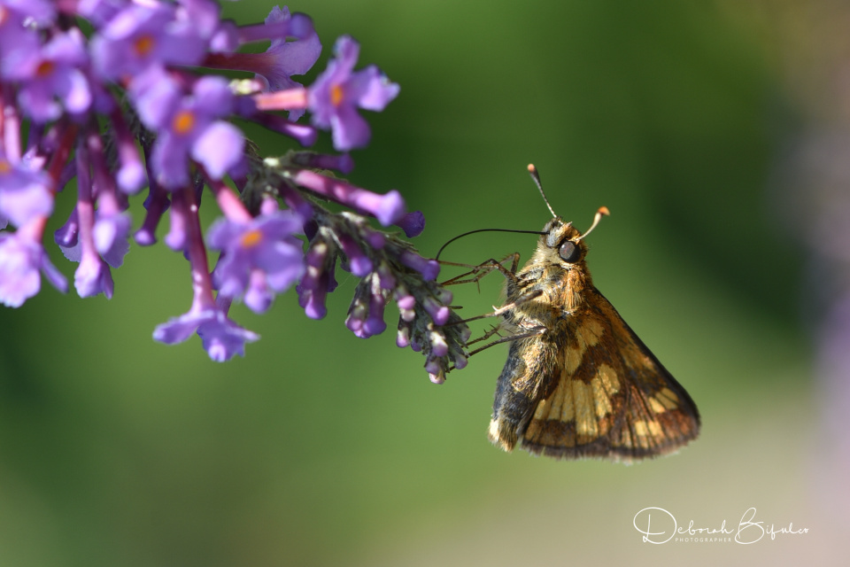 Exceedingly Tiny | dbifulco | Blipfoto