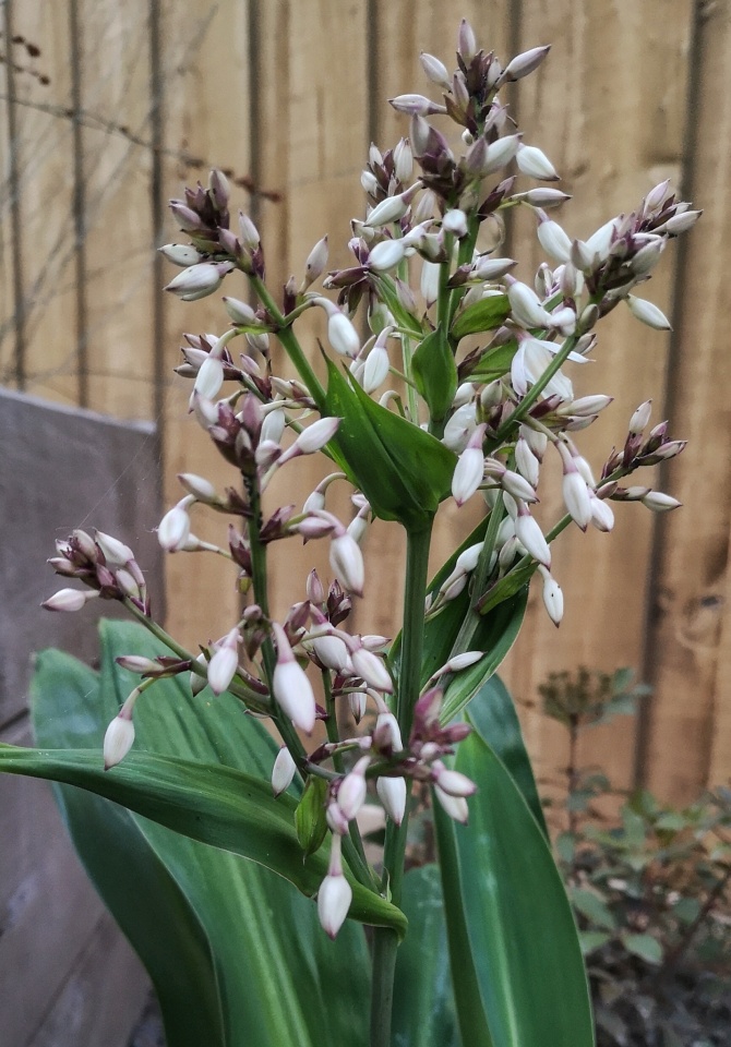 Renga Renga (Arthropodium cirratum) | hpx | Blipfoto