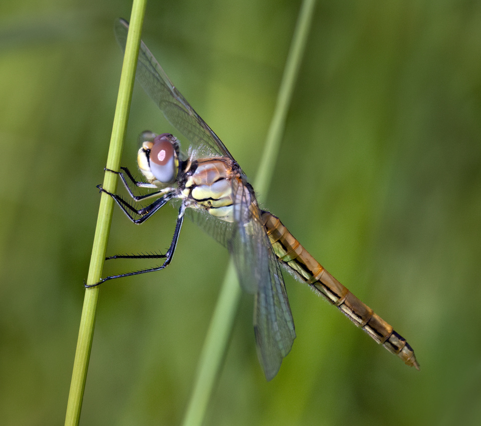 Eliza | Hillyblips | Blipfoto