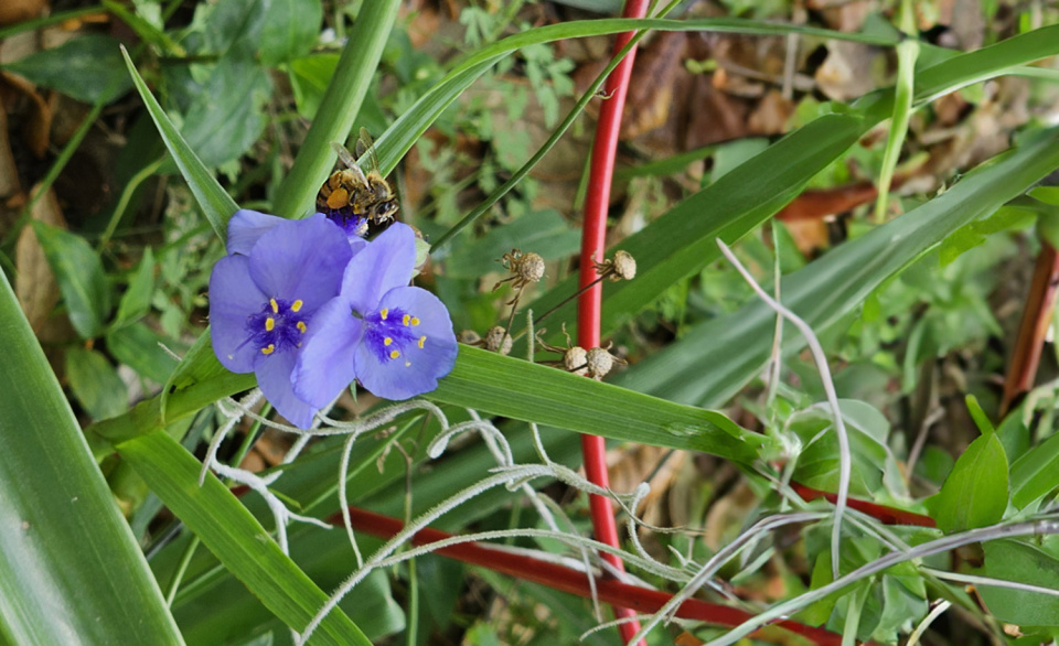 Busy Bee | bugsman | Blipfoto
