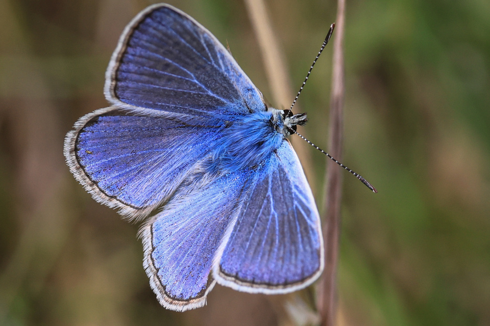 Common Blue, Gatekeeper, Flying Ant Day | MsQuizzical | Blipfoto