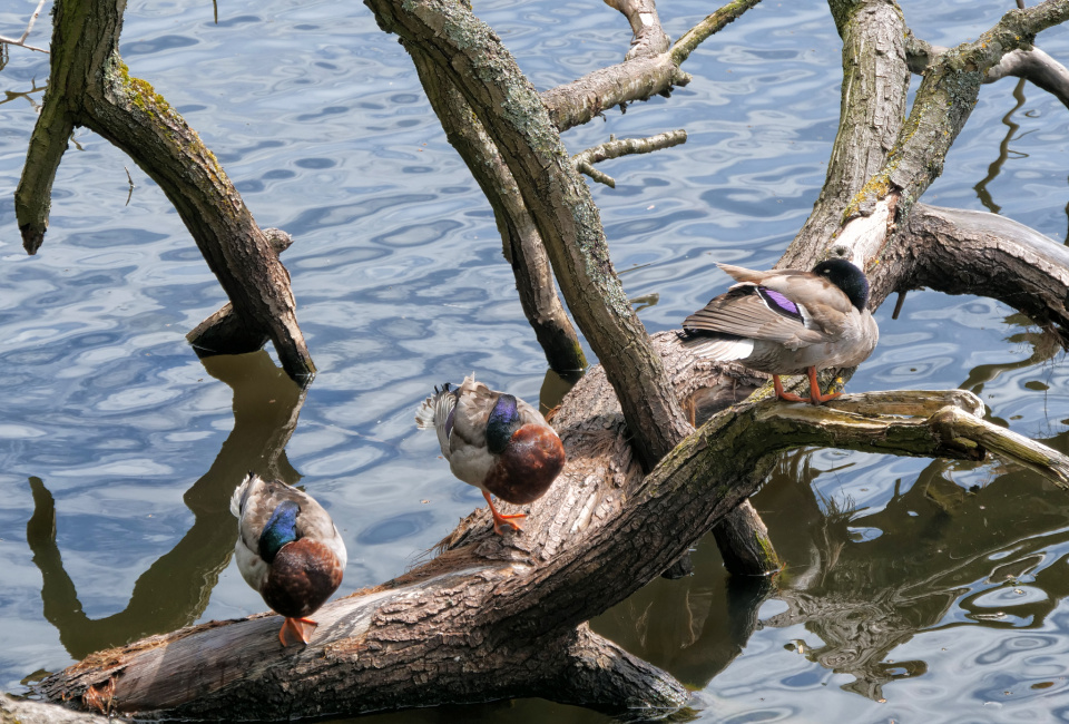 Get your ducks in a row | DigitalDave | Blipfoto