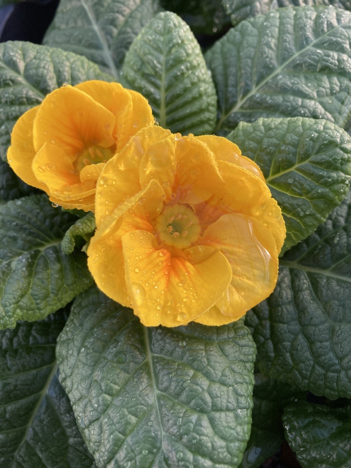 First Primrose | Stuart9613 | Blipfoto