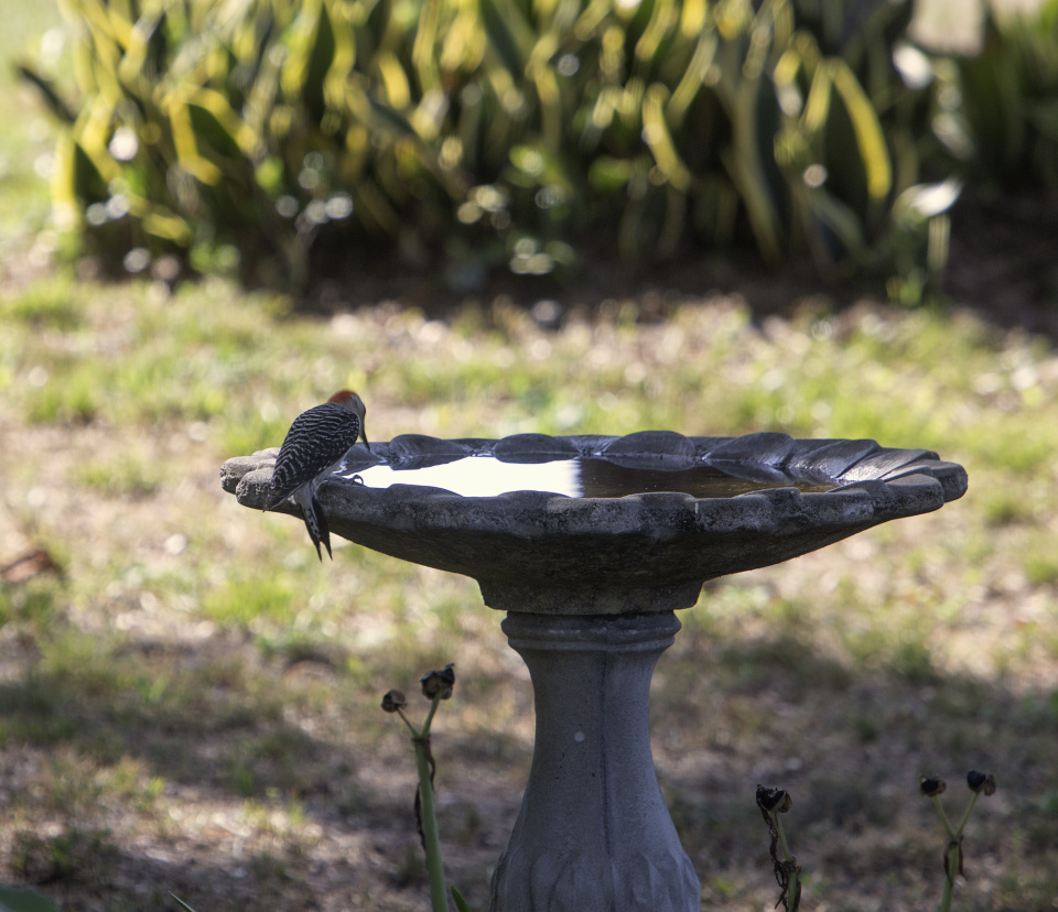 Getting A Drink | bugsman | Blipfoto